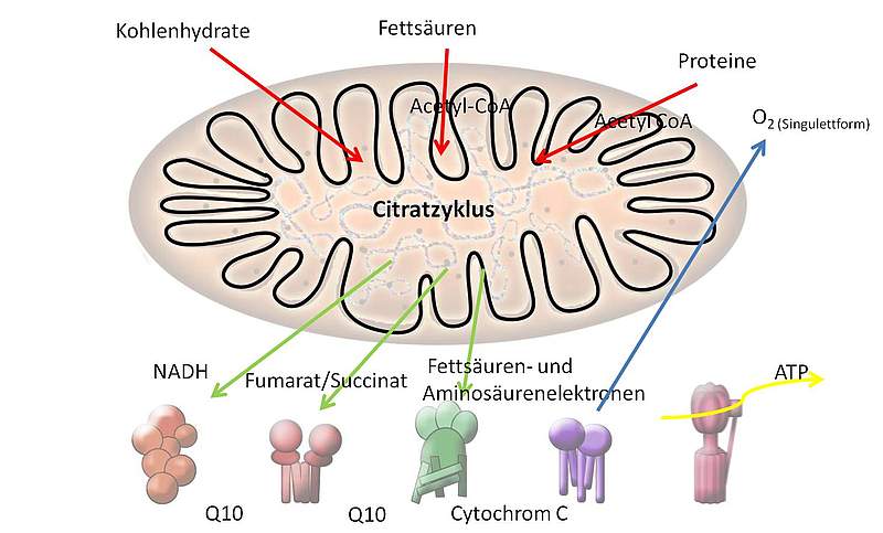 Gynäkologie Busse: Mitochondriale medizin